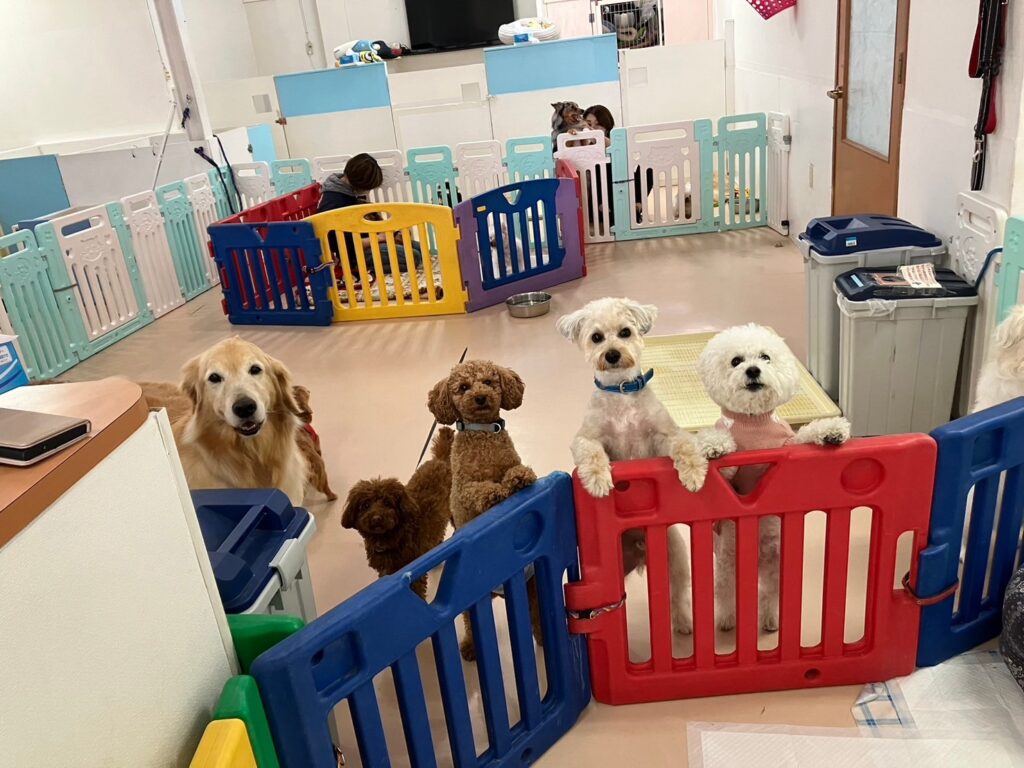 2023年度助成先視察レポート NPO法人 DOG DUCA(ドッグ デュッカ) - 公益財団法人 JAC環境動物保護財団