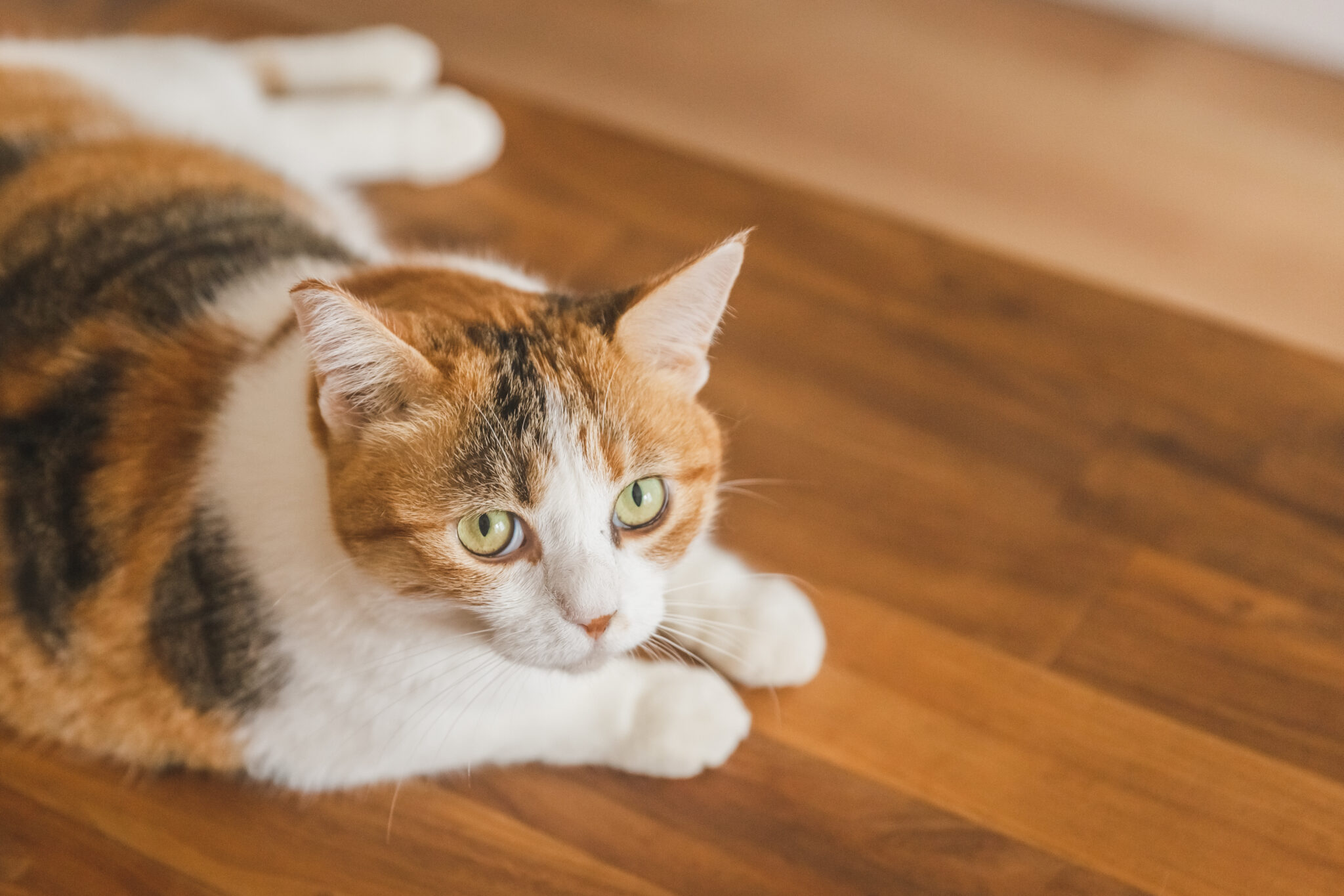 【2025年度1次募集助成先】 2.伴侶動物・家庭動物 - 公益財団法人 JAC環境動物保護財団